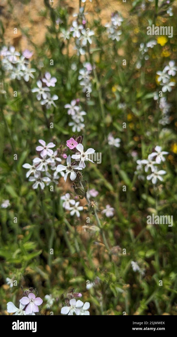 Small-flowered Catchfly (Silene gallica), Plantae, Los Angeles, CA, USA ...