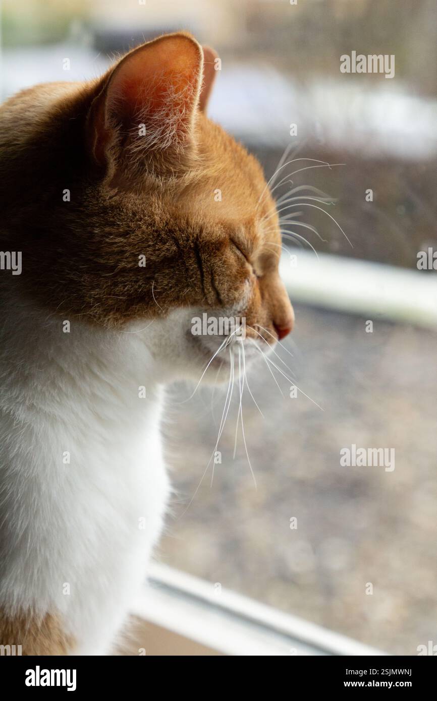 A curious cat peering through a window, with its eyes focused on the ...
