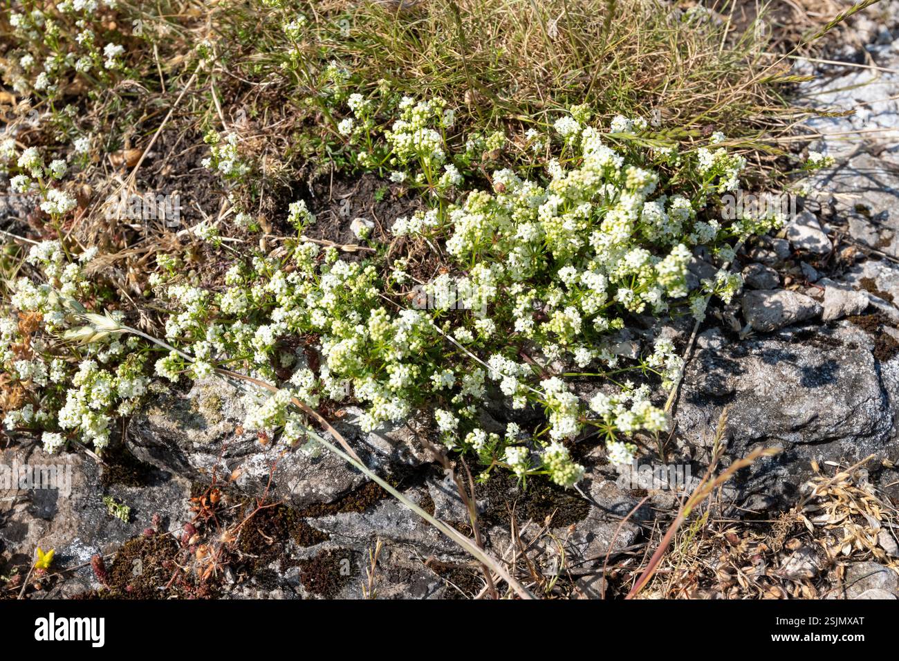 Heath bedstraw (galium saxatile) flowers in bloom Stock Photo - Alamy