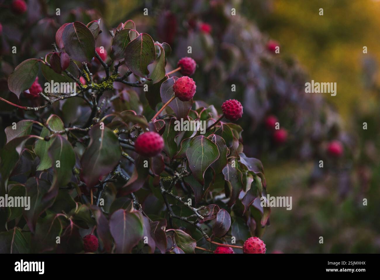 Fruits of the chinese dogwood in fall hi-res stock photography and ...