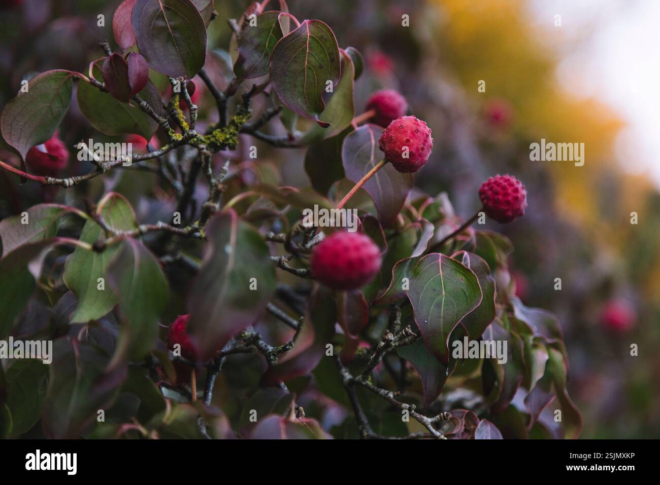 Fruits of the chinese dogwood in fall hi-res stock photography and ...