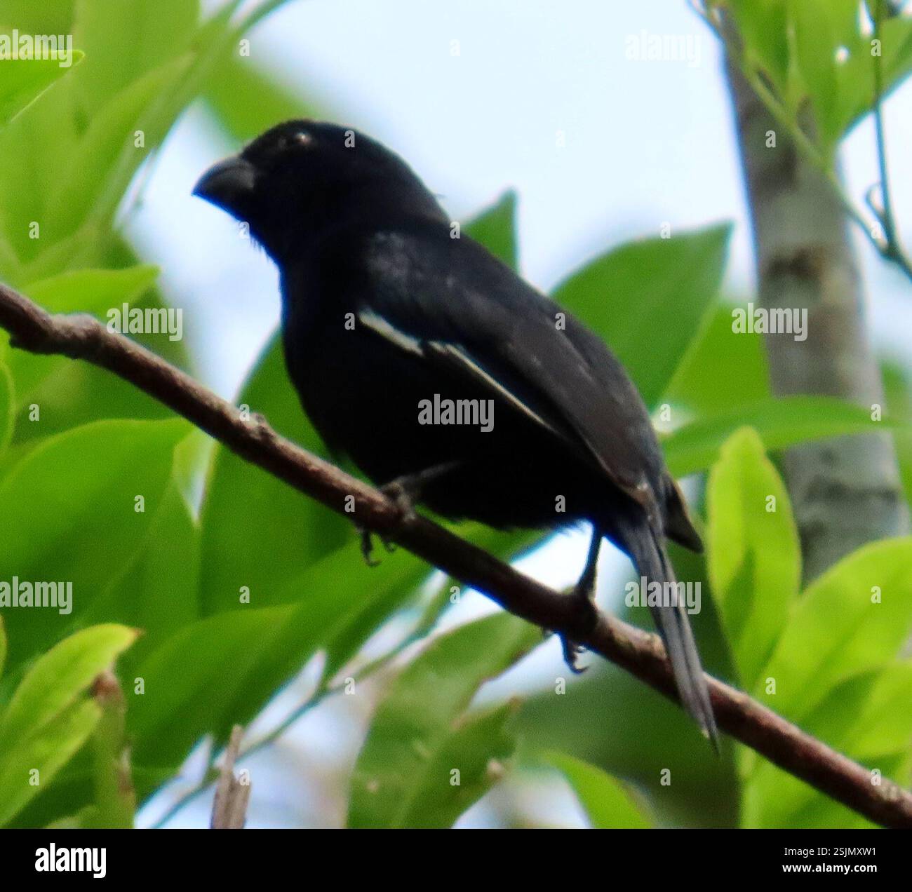 Cuban Bullfinch (Melopyrrha nigra), Aves, Pinar del Río, CU, The black ...