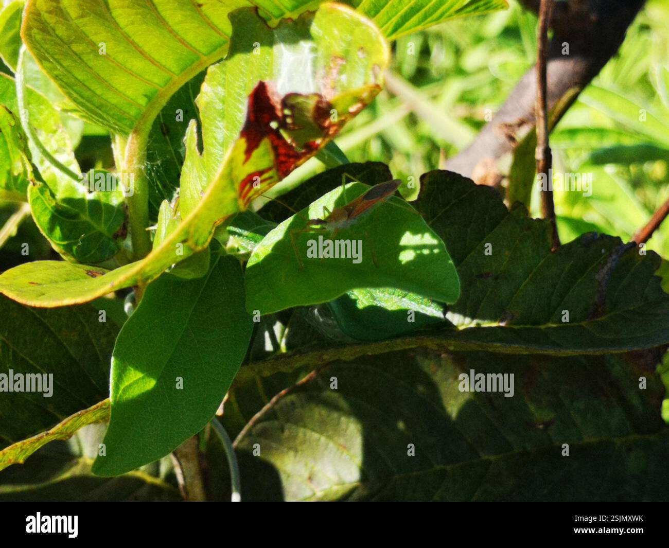 Leafhopper Assassin Bug (Zelus renardii), Insecta, Easter Island ...