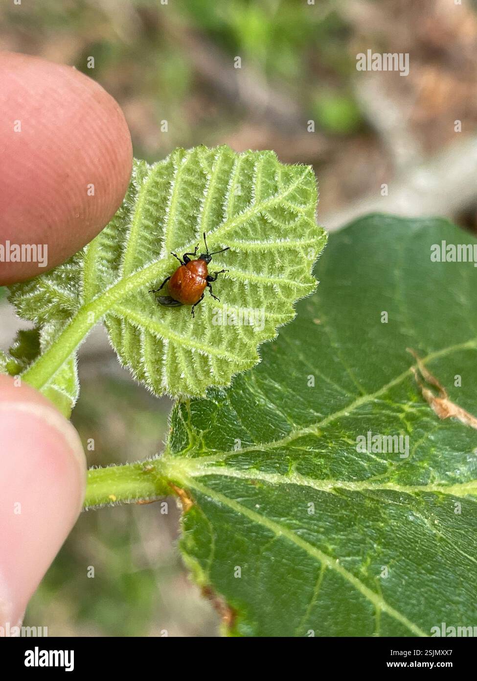 Oak Leaf Rolling Weevil (Homoeolabus analis), Insecta, Carter St ...