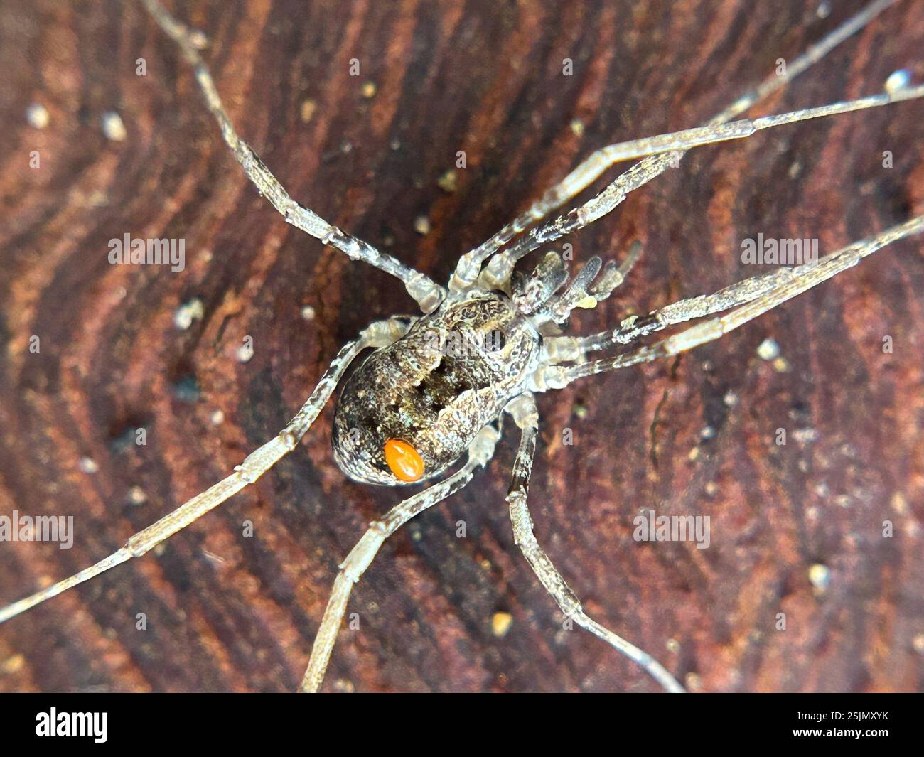 (Protolophus singularis), Arachnida, Highland Dr, Los Osos, CA, US, The ...