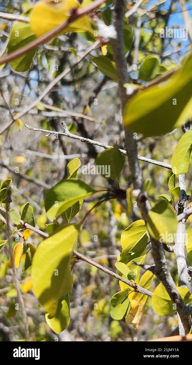 (Colubrina viridis), Plantae, Loreto, MX-BS, MX Stock Photo - Alamy