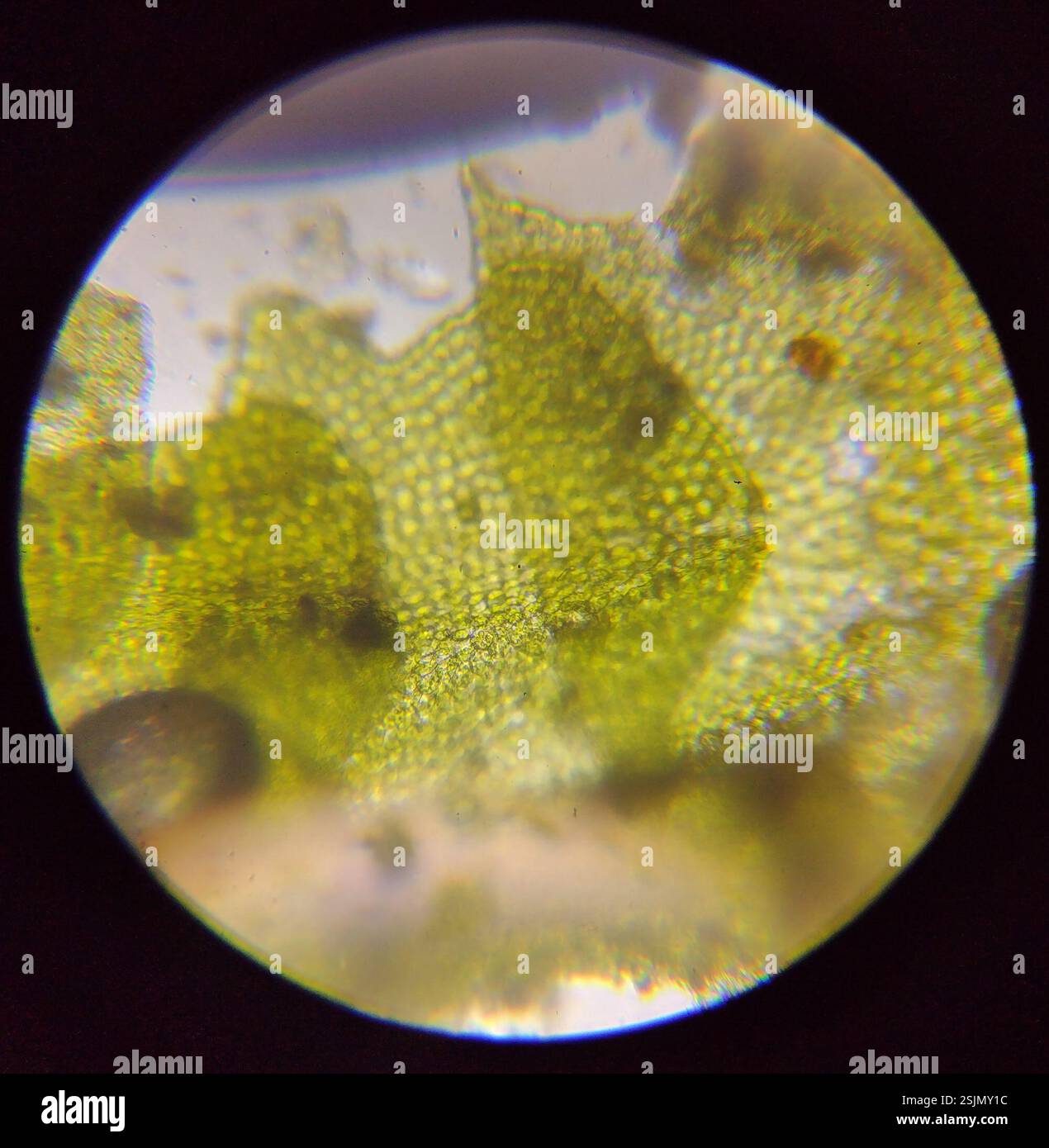 Various-leaved Crestwort (Lophocolea heterophylla), Plantae, Wielki ...