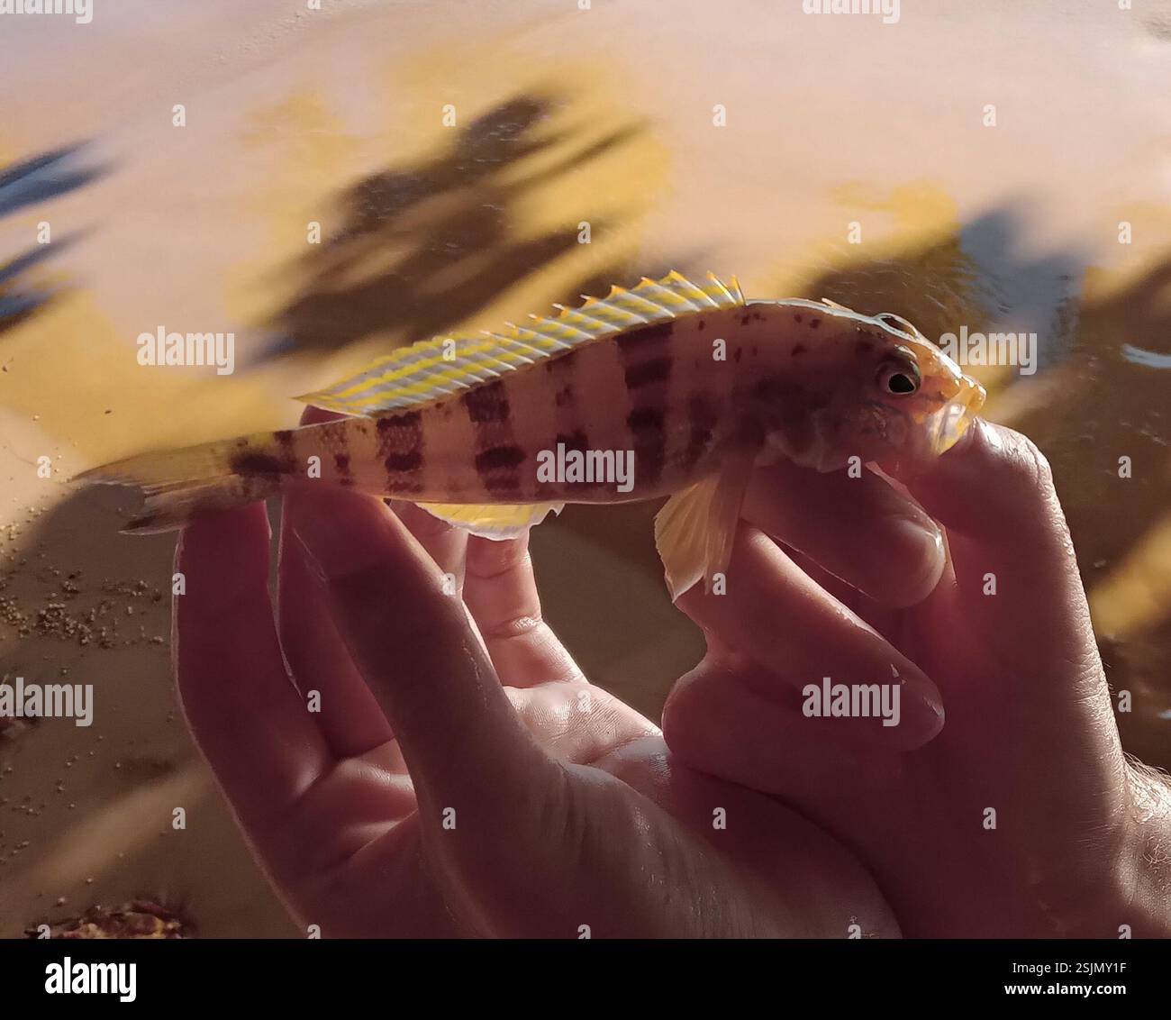 Sand Perch (Diplectrum formosum), Actinopterygii, Belo Horizonte ...