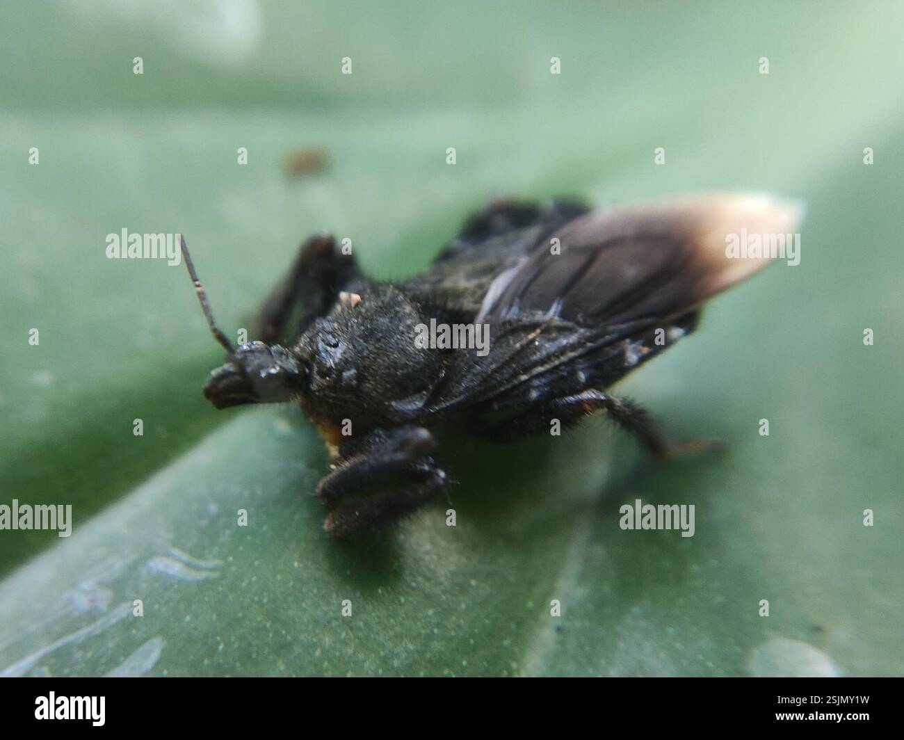 Bee Assassins (Apiomerus), Insecta, Cachoeira, Ibiúna - SP, 18150-000 ...