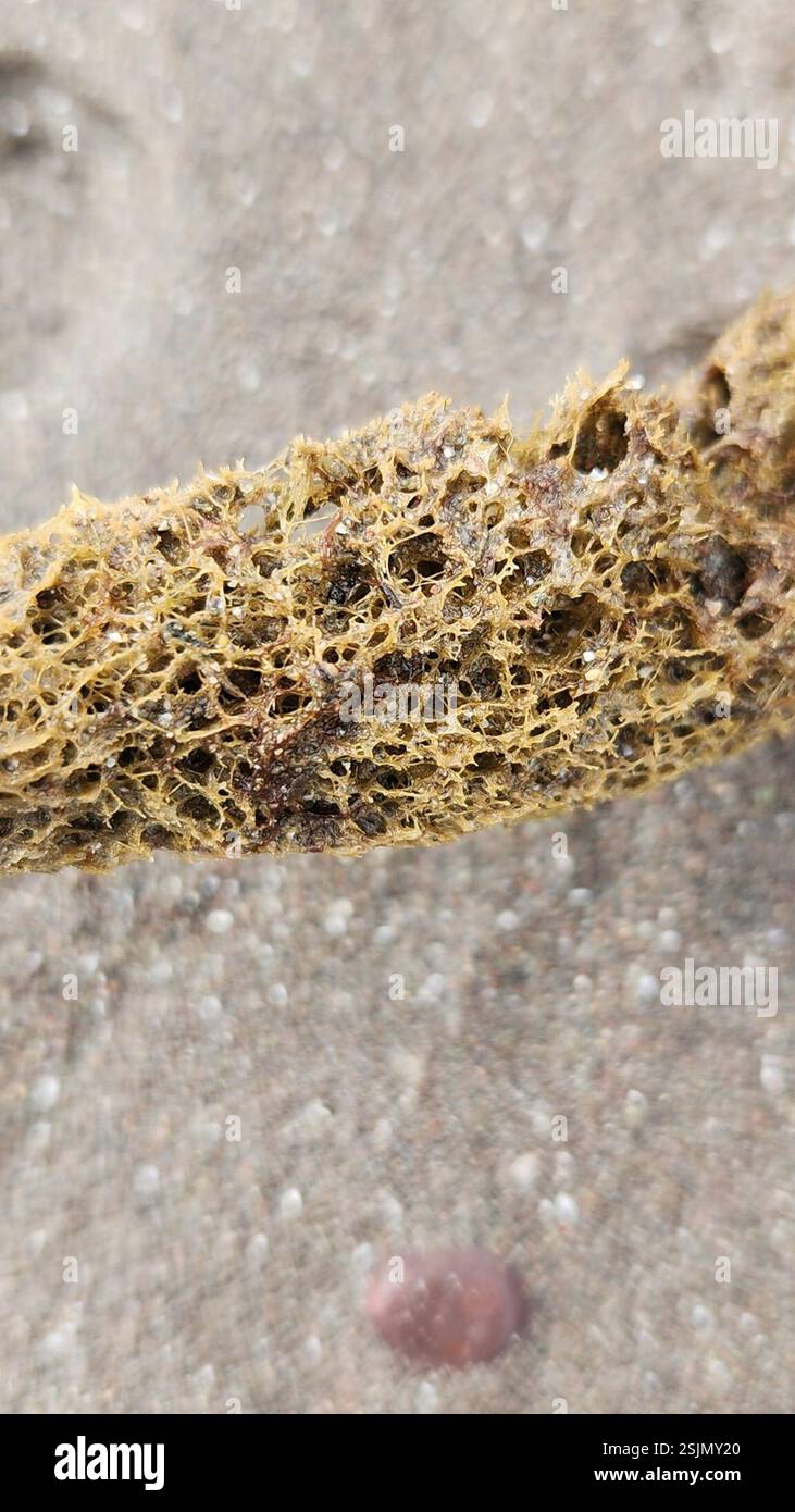 life (Life), , Bahía de Loreto, Loreto, MX-BS, MX Stock Photo - Alamy