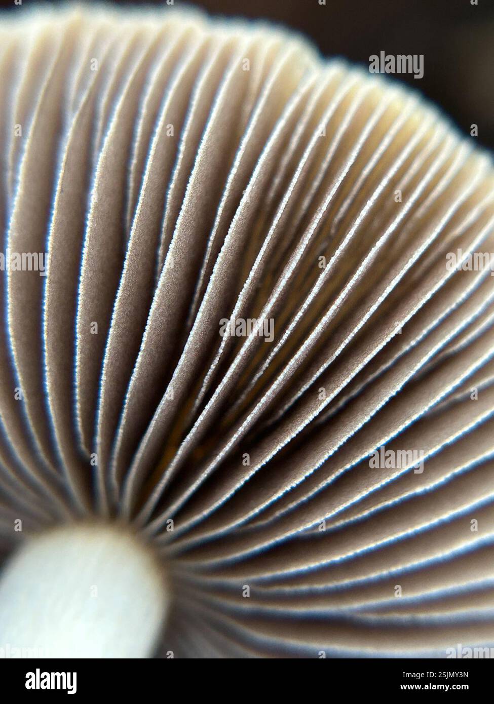 Brittlestems and Allies (Psathyrellaceae), Fungi, Monaña de Oro State Park, Los Osos, CA, US ...