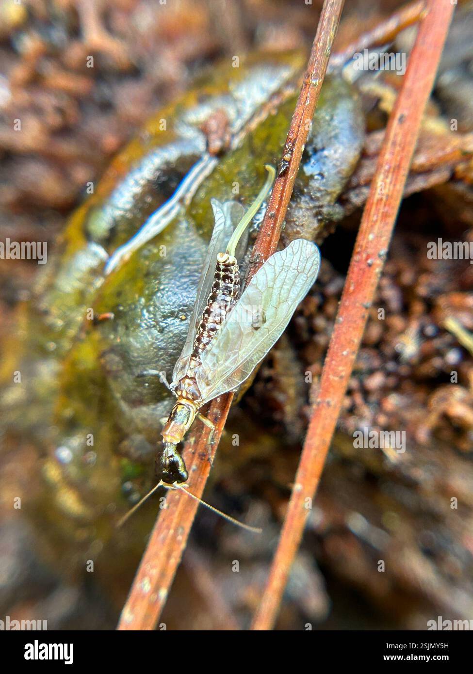Common Snakeflies (Agulla), Insecta, Sandown Pl, Cambria, CA, US Stock ...