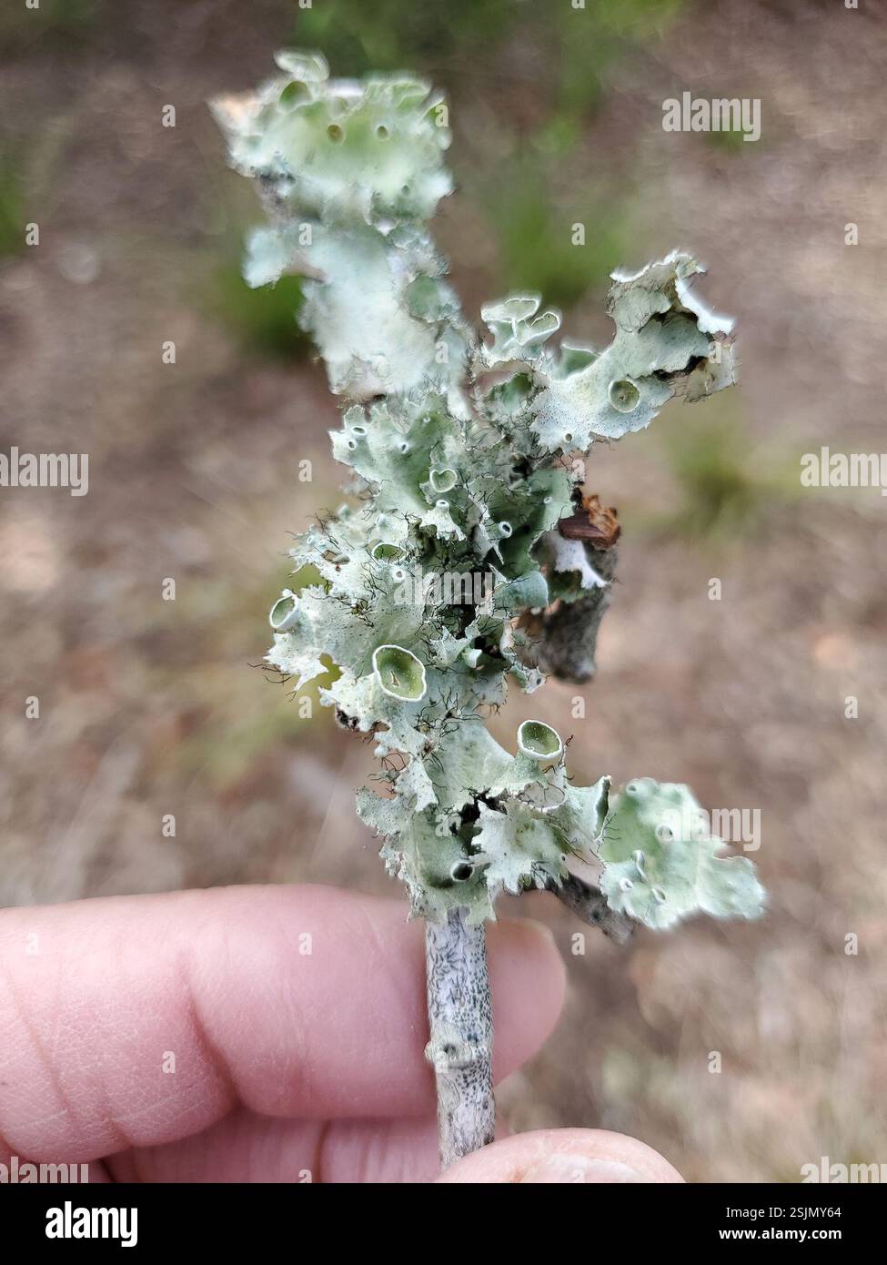 Ruffle Lichens (Parmotrema), Fungi, Charleston, South Carolina, United ...