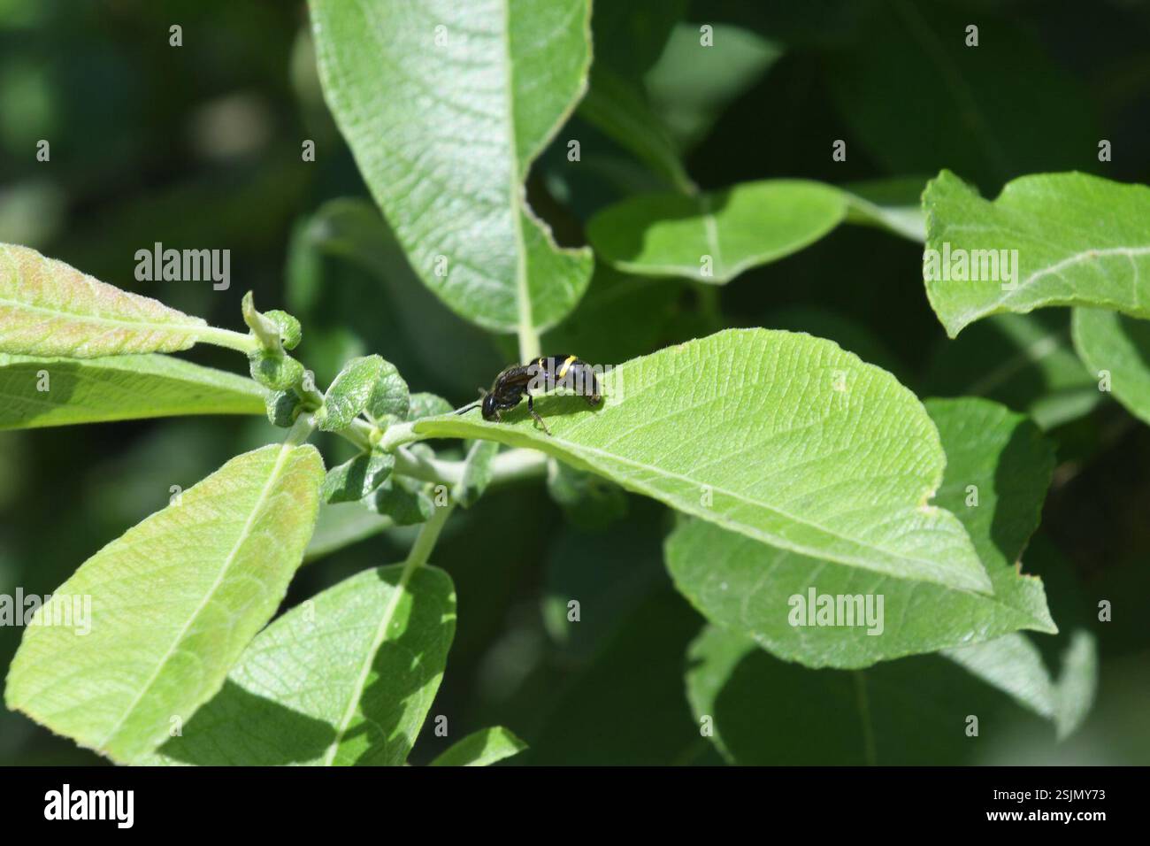 Common Ectemnius (Ectemnius continuus), Insecta, 3120 Dronningmølle ...