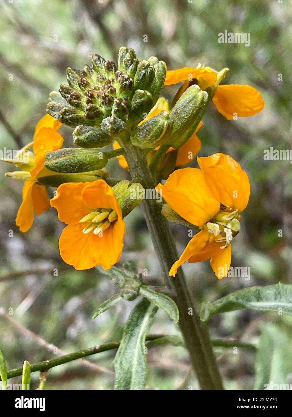 Western Wallflower (Erysimum capitatum), Plantae, Hain Wilderness ...