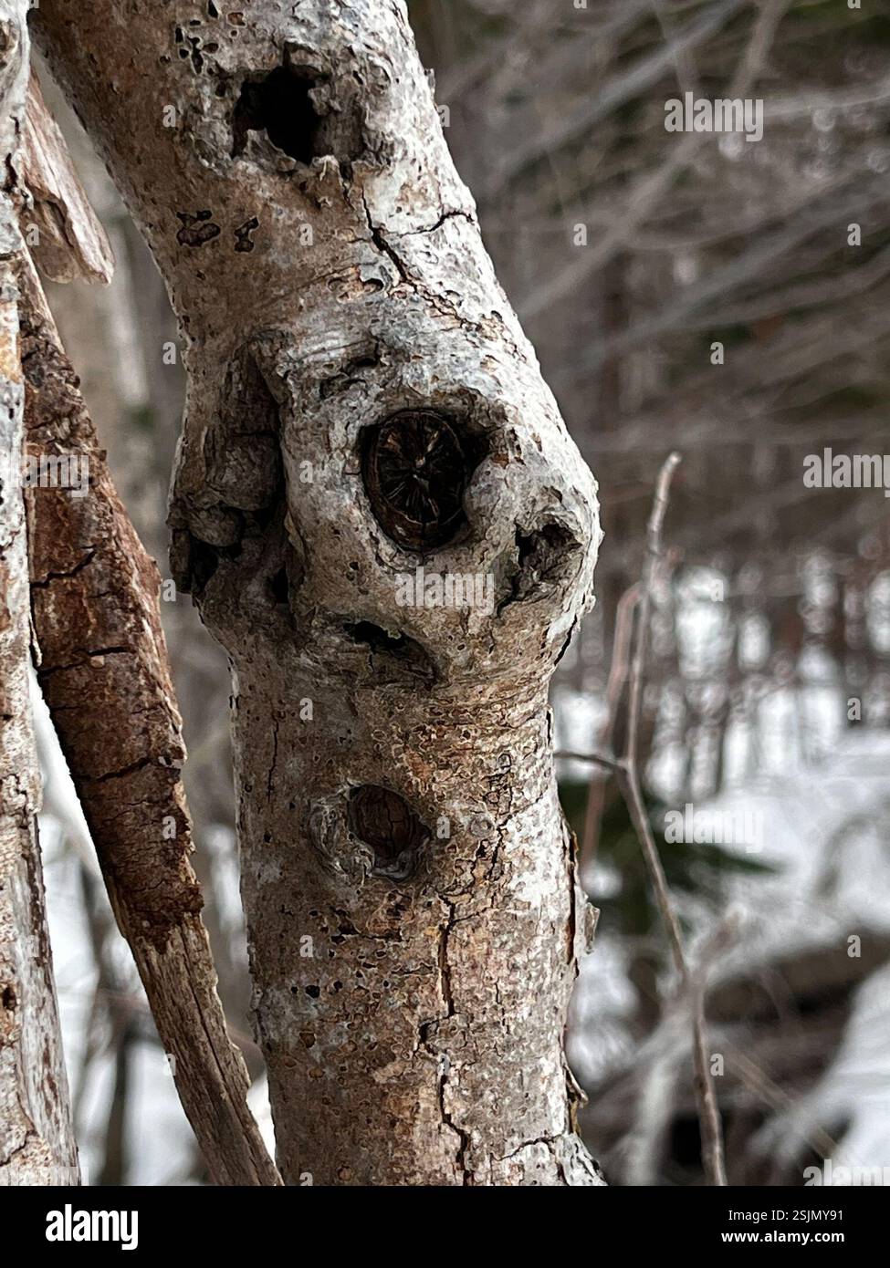 Beech Bark Canker Fungus (Neonectria faginata), Fungi, Cape Breton ...