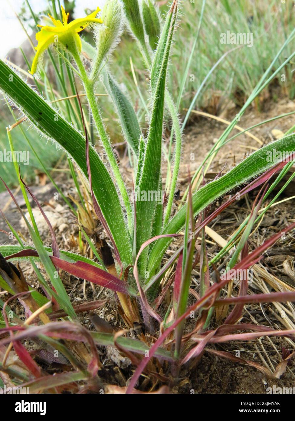 Silverleaf Stargrass (Hypoxis rigidula), Plantae, Giants Castle Game ...