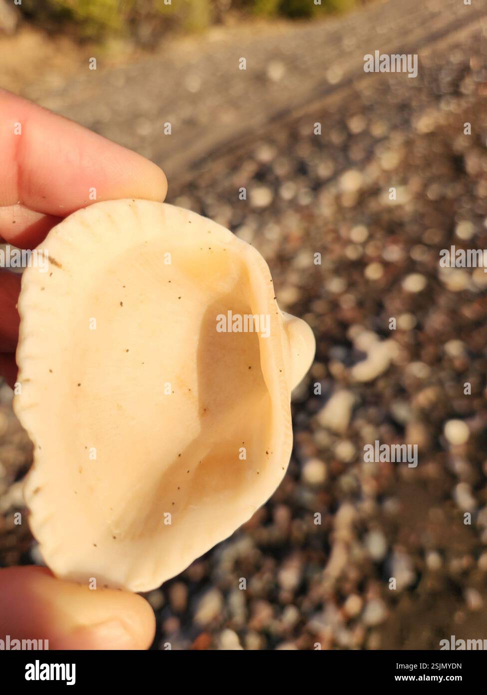 Ark Clams (Arcidae), Mollusca, Bahía de Loreto, Loreto, MX-BS, MX ...