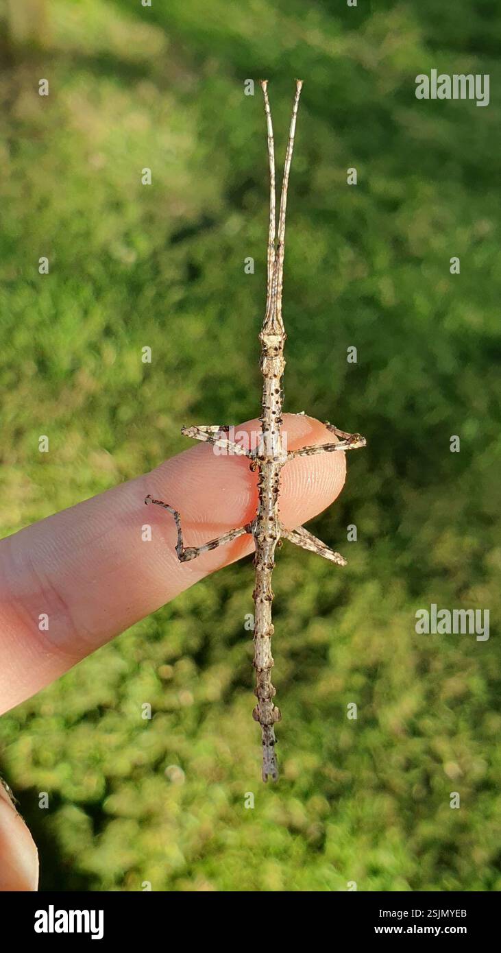 Prickly Stick Insect (Acanthoxyla prasina), Insecta, Parapara ...