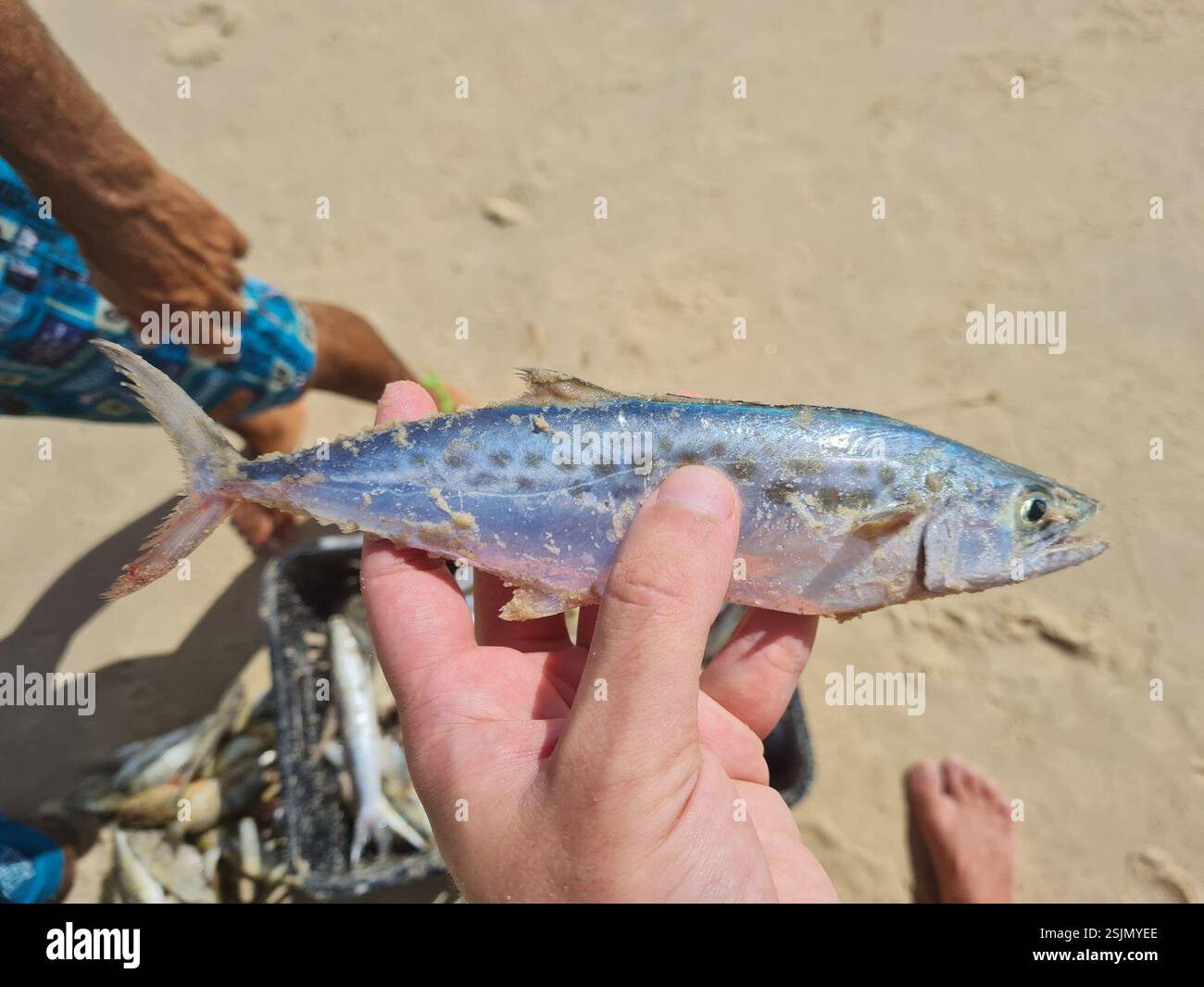 Serra Spanish Mackerel (Scomberomorus brasiliensis), Actinopterygii ...