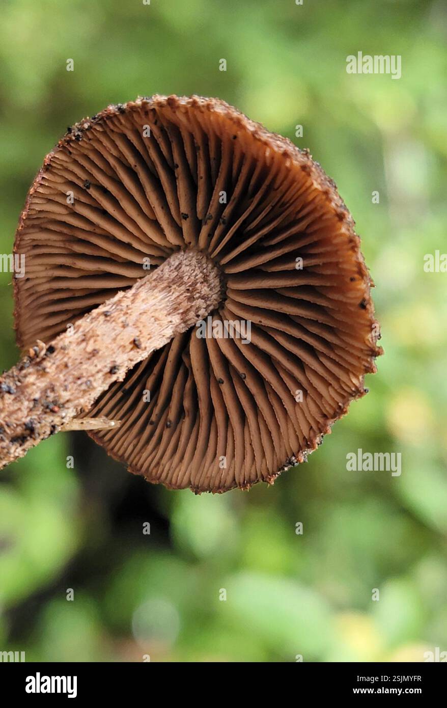 (Inosperma calamistratoides), Fungi, Ohakune 4691, New Zealand Stock ...