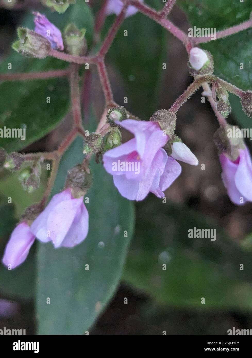 (Melastomatoideae), Plantae, Patulul, Guatemala Stock Photo - Alamy