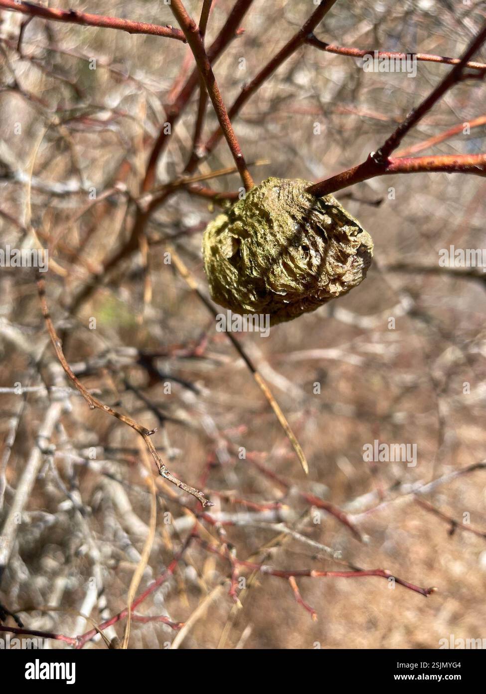 Chinese Mantis (Tenodera sinensis), Insecta, Salisbury, MD, US Stock ...