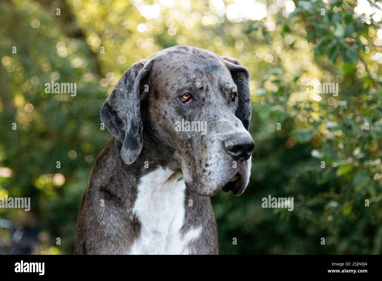 Great Dane, male Stock Photo - Alamy