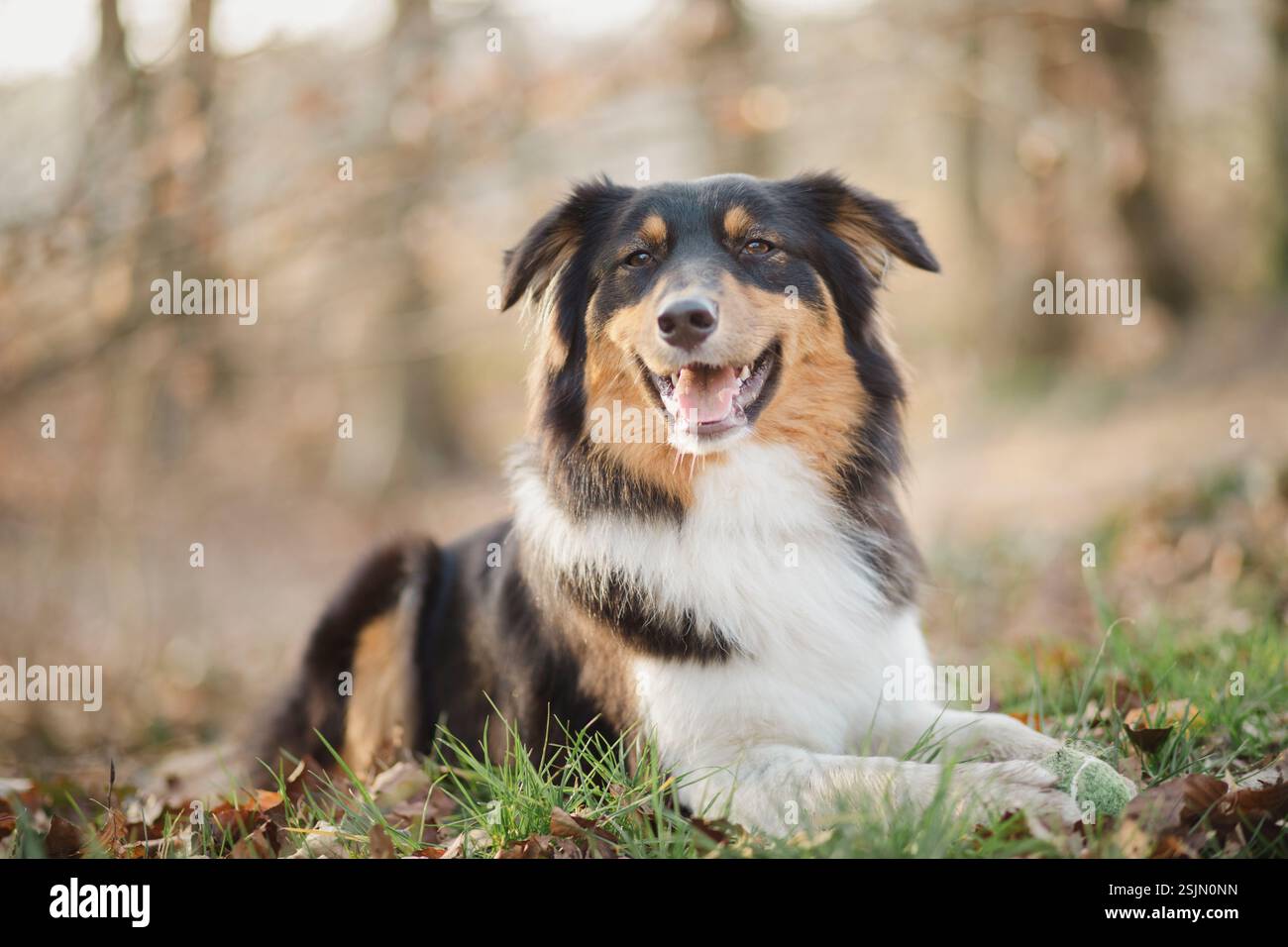Australian Shepard, female, Black Merle Stock Photo - Alamy