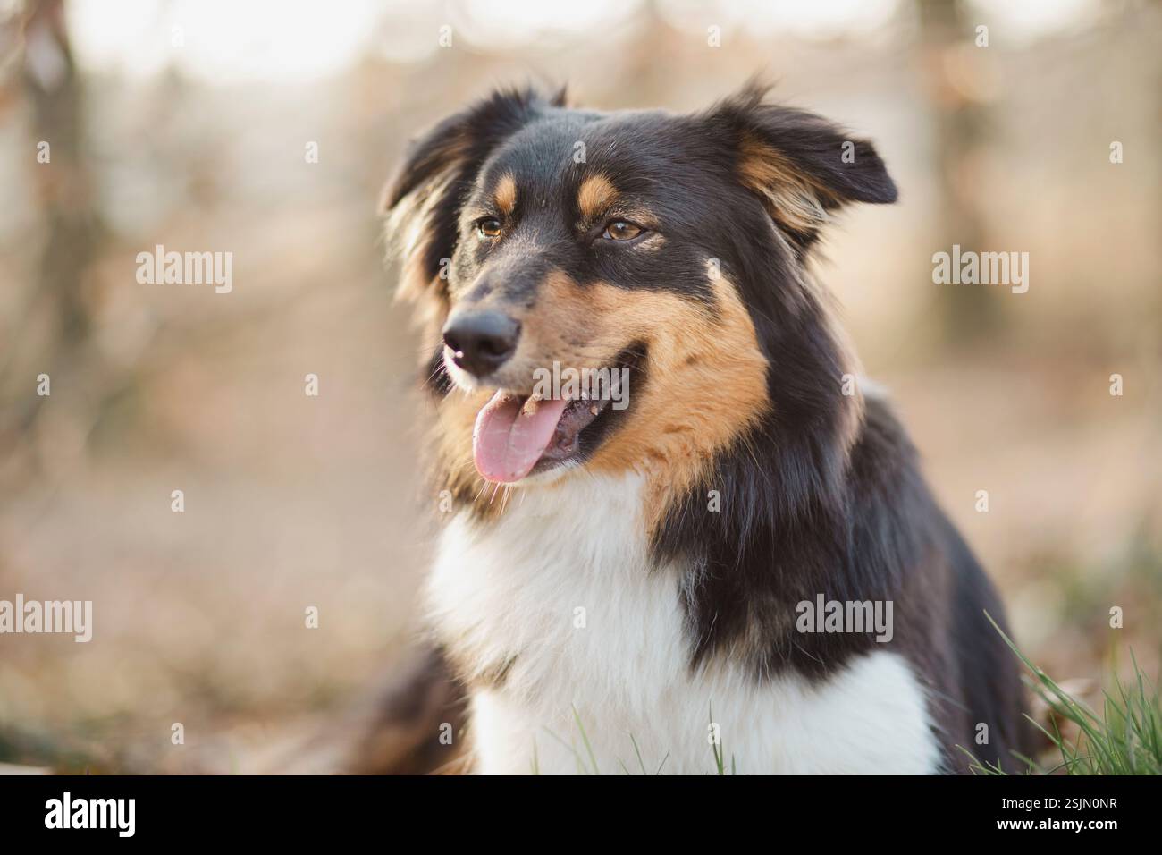 Australian Shepard, female, Black Merle Stock Photo - Alamy