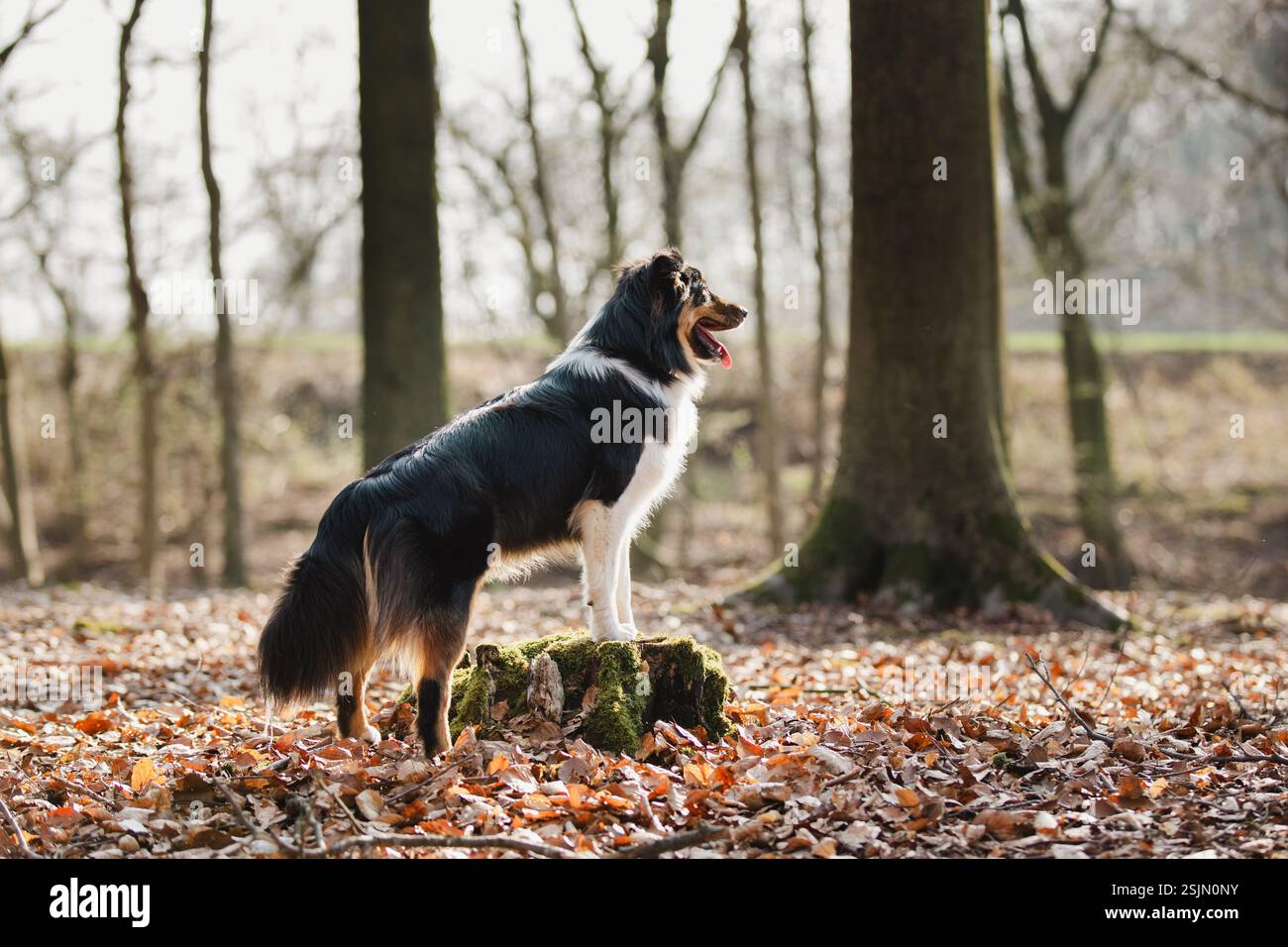 Australian Shepard, female, Black Merle Stock Photo - Alamy