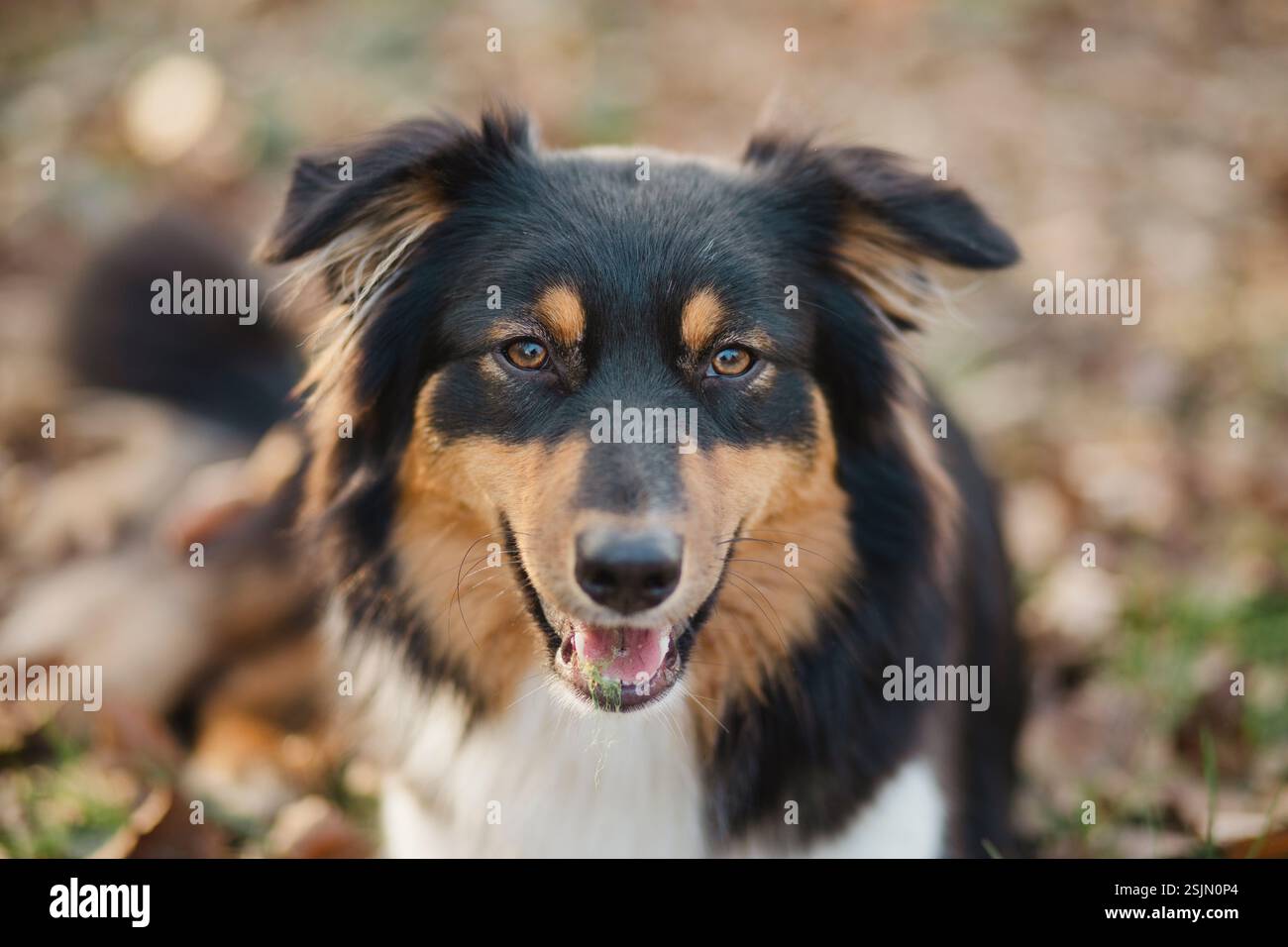 Australian Shepard, female, Black Merle Stock Photo - Alamy