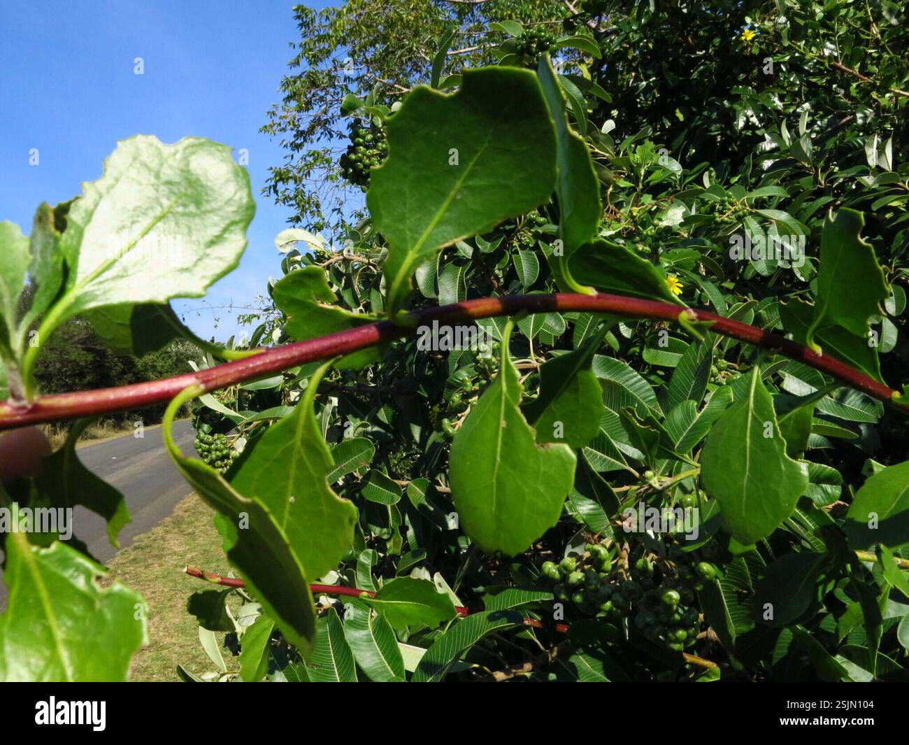 Bietou (Osteospermum moniliferum), Plantae, uMkhanyakude District ...