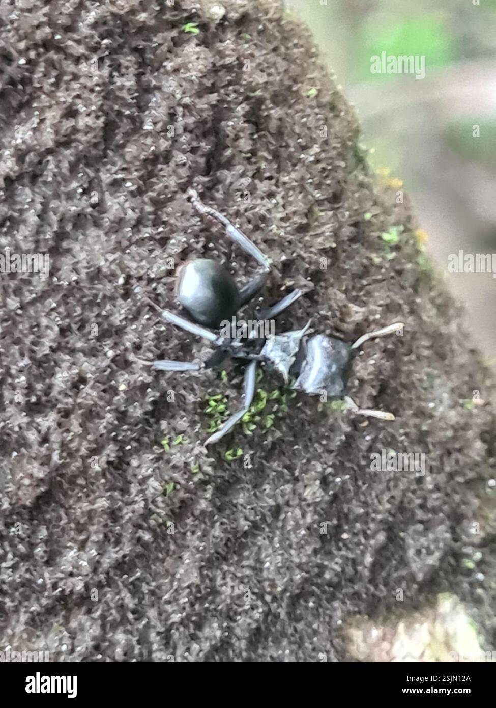 Common Giant Turtle Ant (Cephalotes atratus), Insecta, Kwakoegron ...
