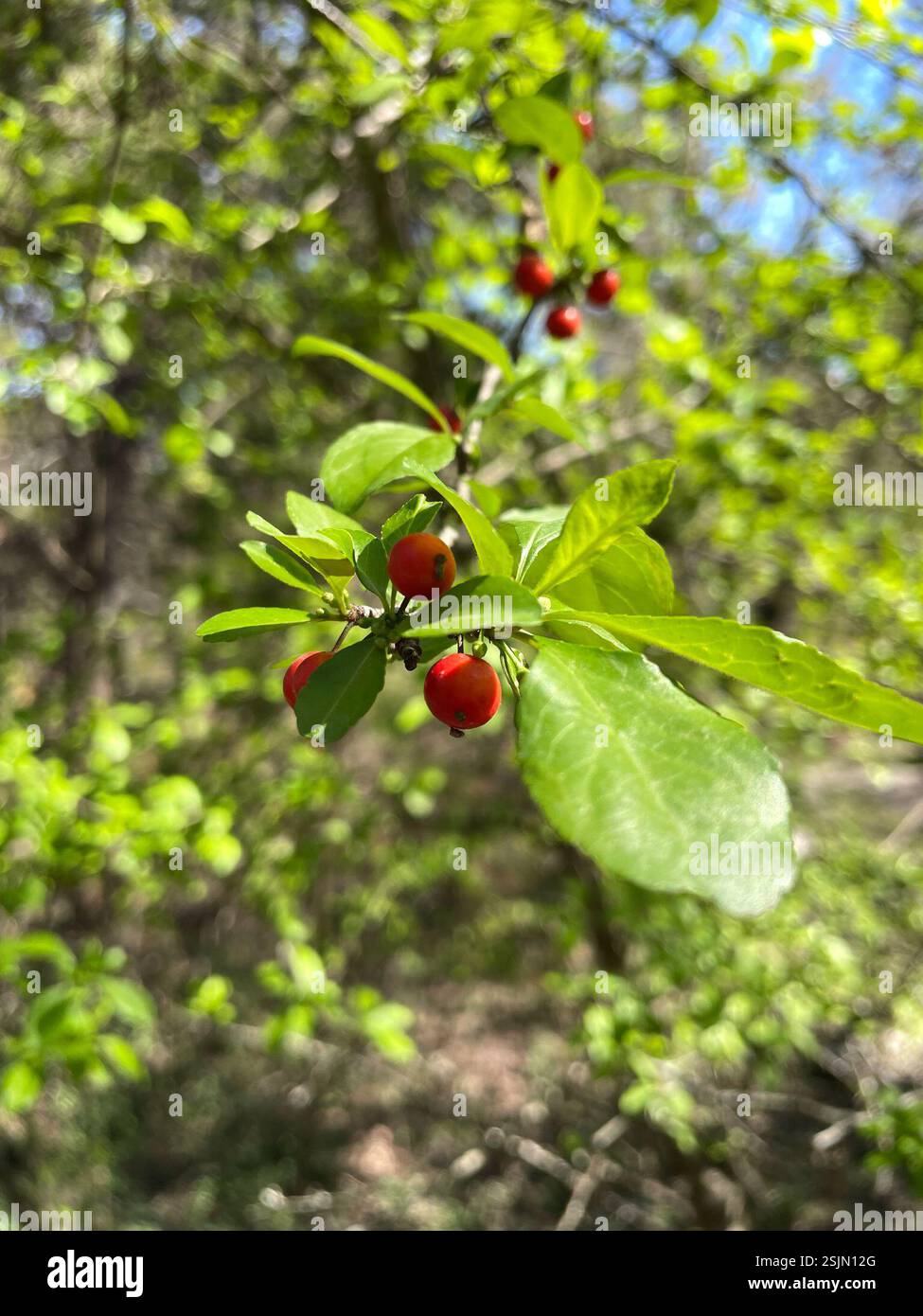 possumhaw (Ilex decidua), Plantae, Temple, TX, US Stock Photo - Alamy