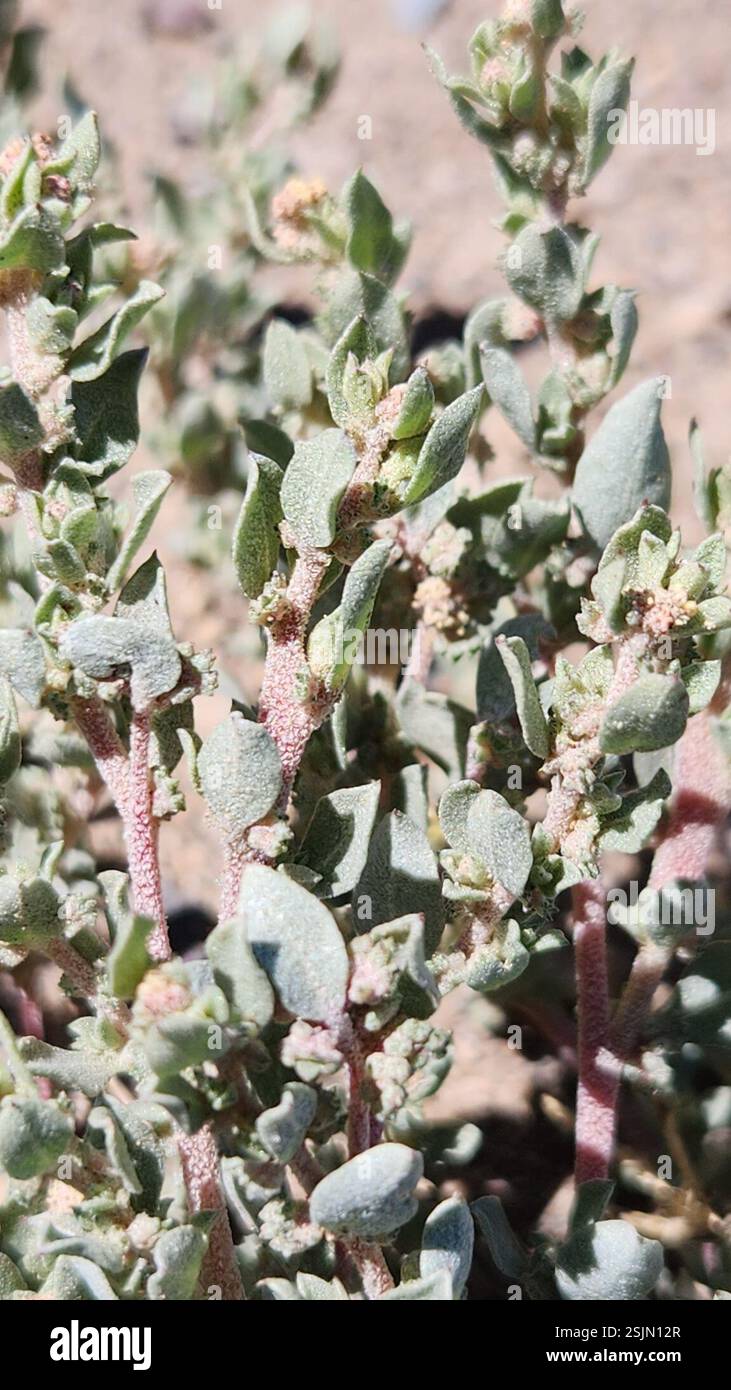 sprawling saltbush (Atriplex suberecta), Plantae, Mulegé, MX-BS, MX ...