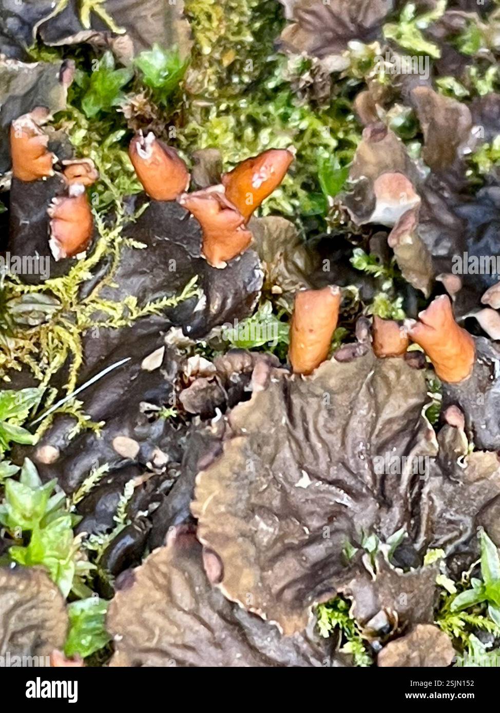 membranous pelt lichen (Peltigera membranacea), Fungi, Julia Pfeiffer ...