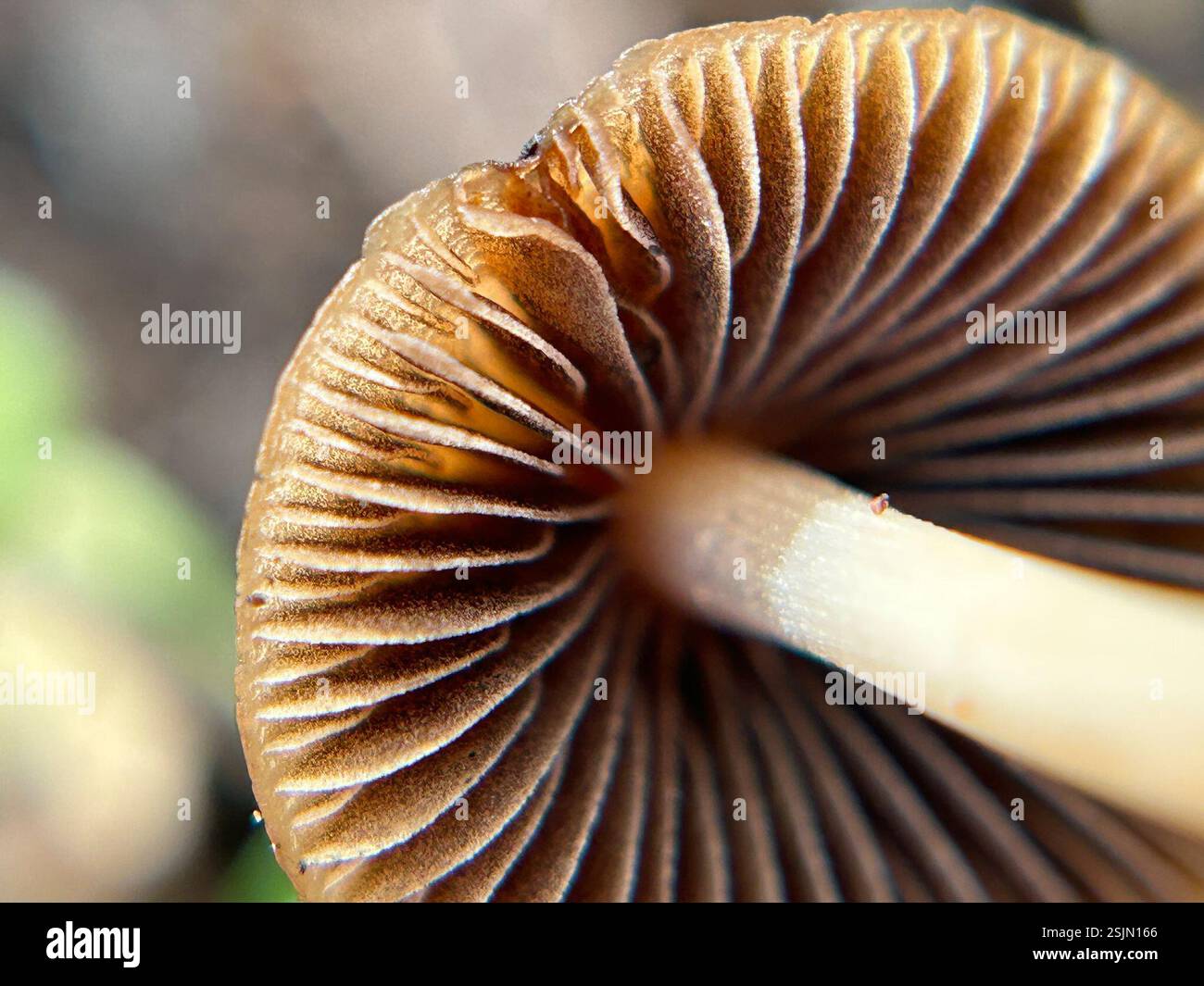 conical brittlestem (Parasola conopilea), Fungi, Highland Dr, Los Osos ...