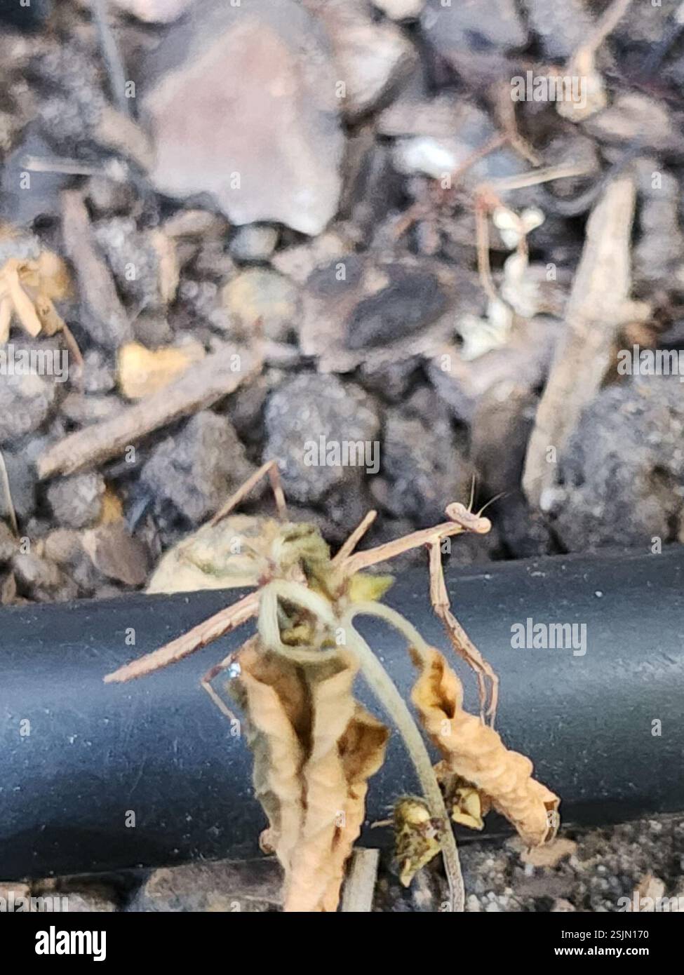 Australian Grass Mantises (Archimantis), Insecta, Maroochy - Mooloolaba ...
