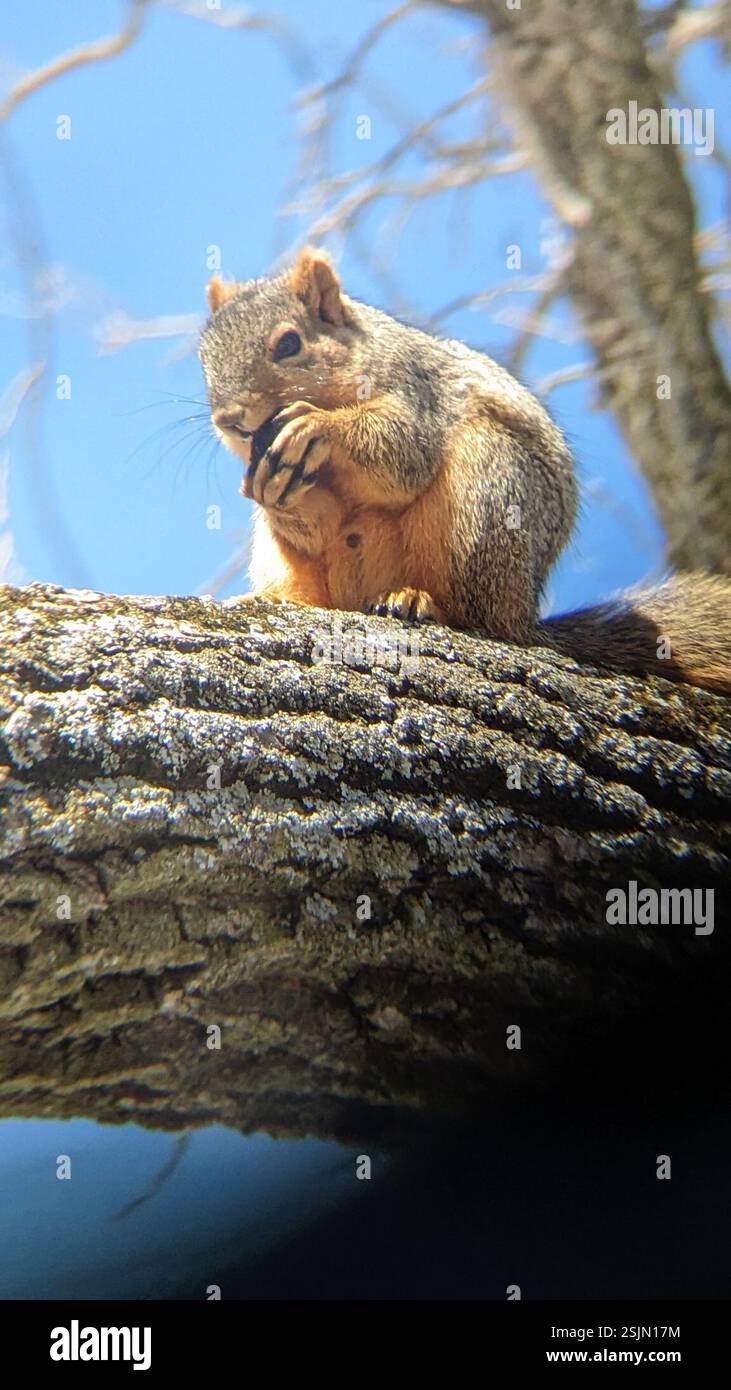 Eastern Fox Squirrel (Sciurus niger), Mammalia, Huron Township, OH, USA ...