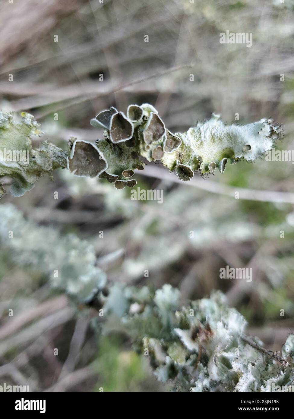 Ruffle Lichens (Parmotrema), Fungi, Charleston, South Carolina, United ...