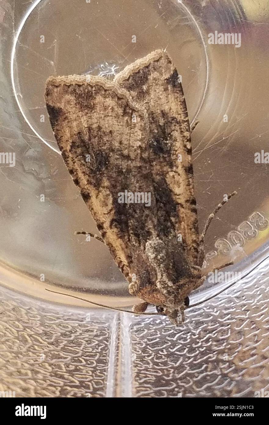 Variegated Cutworm Moth (Peridroma saucia), Insecta, Webster Groves, MO ...