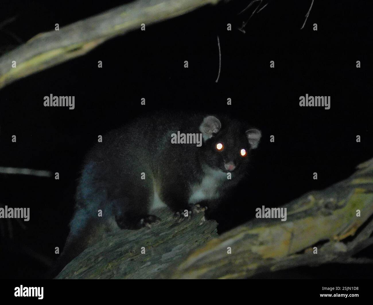 Common Ring-tailed Possum (Pseudocheirus peregrinus), Mammalia, Beauty ...