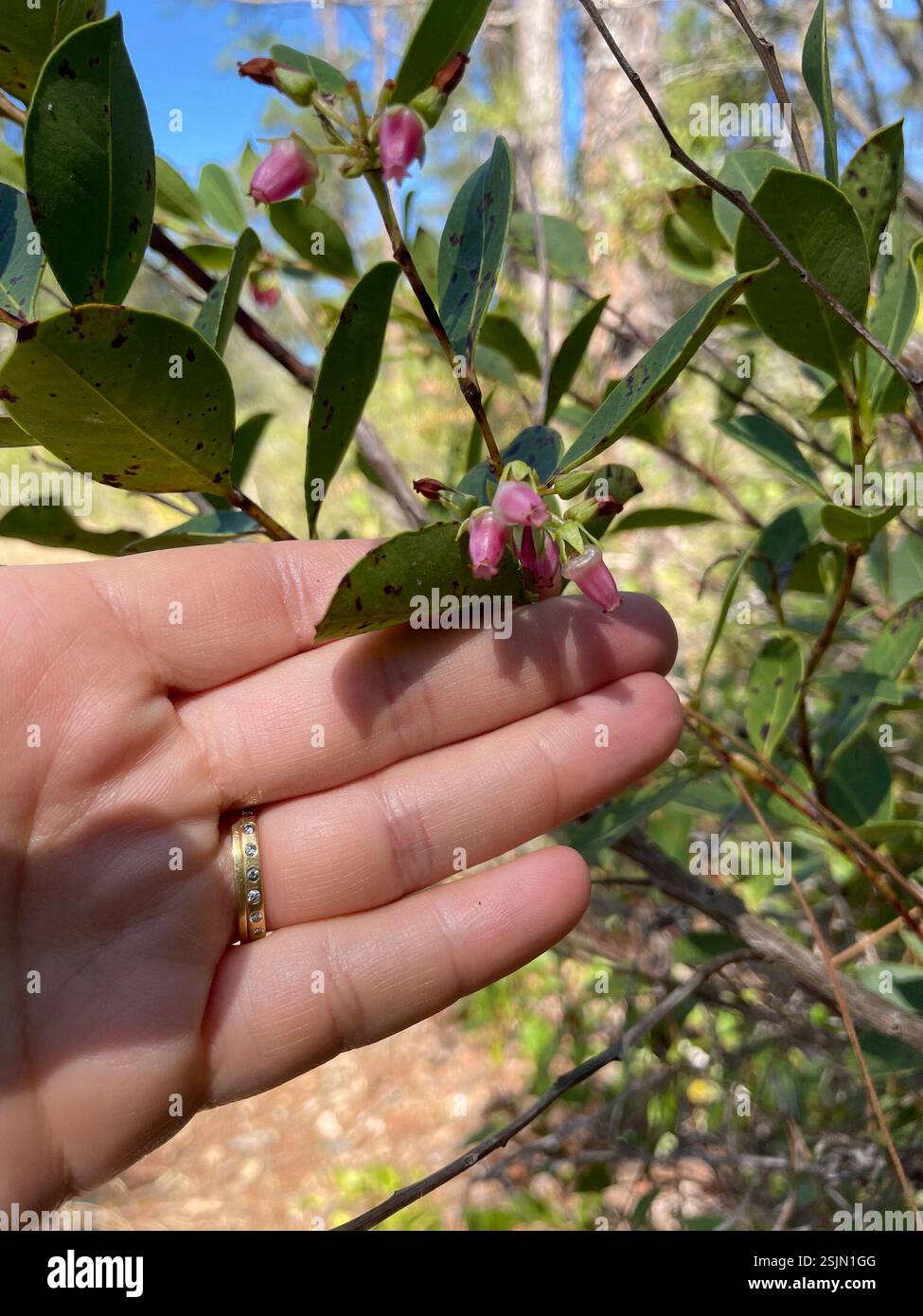 fetterbush lyonia (Lyonia lucida), Plantae, Ocala National Forest ...