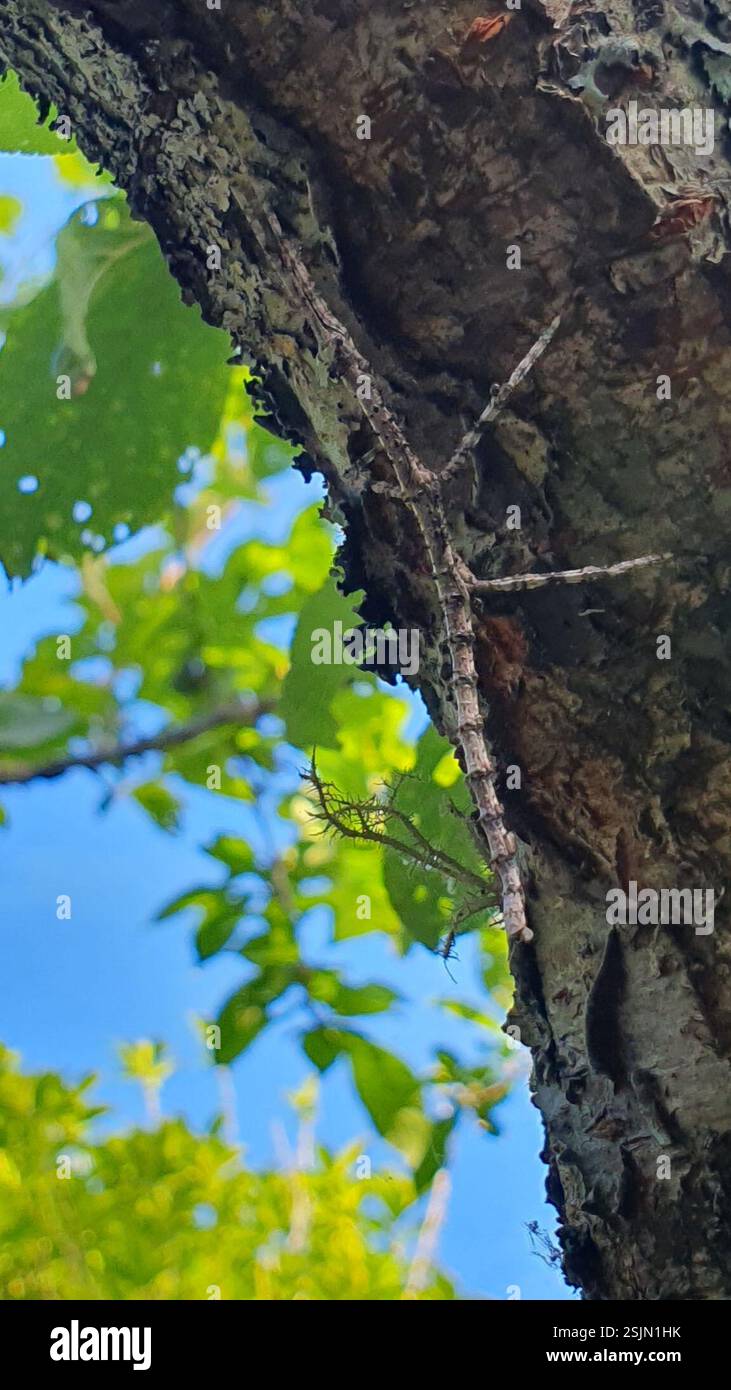 Prickly Stick Insect (Acanthoxyla prasina), Insecta, Parapara ...