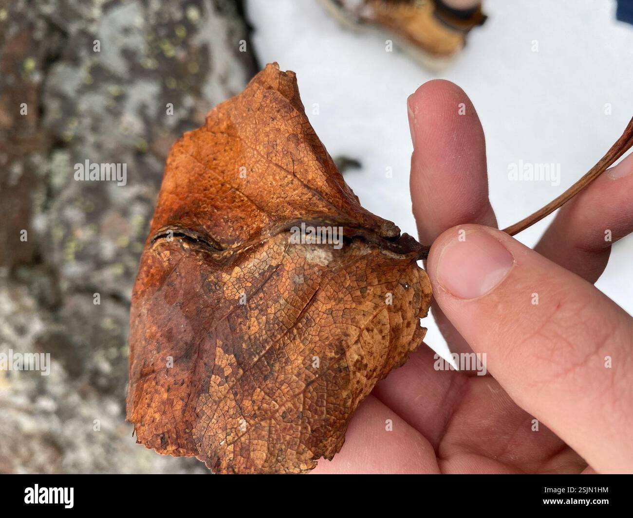 Poplar Leaf-stem Gall Aphids (Pemphigus), Insecta, Silver Bay, MN, US ...