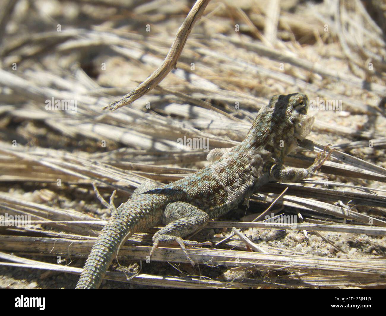 Western Side-blotched Lizard (Uta stansburiana elegans), Reptilia ...