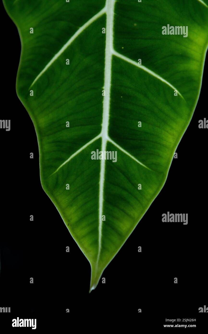A striking close-up of the lush, vibrant leaf of an Alocasia plant ...