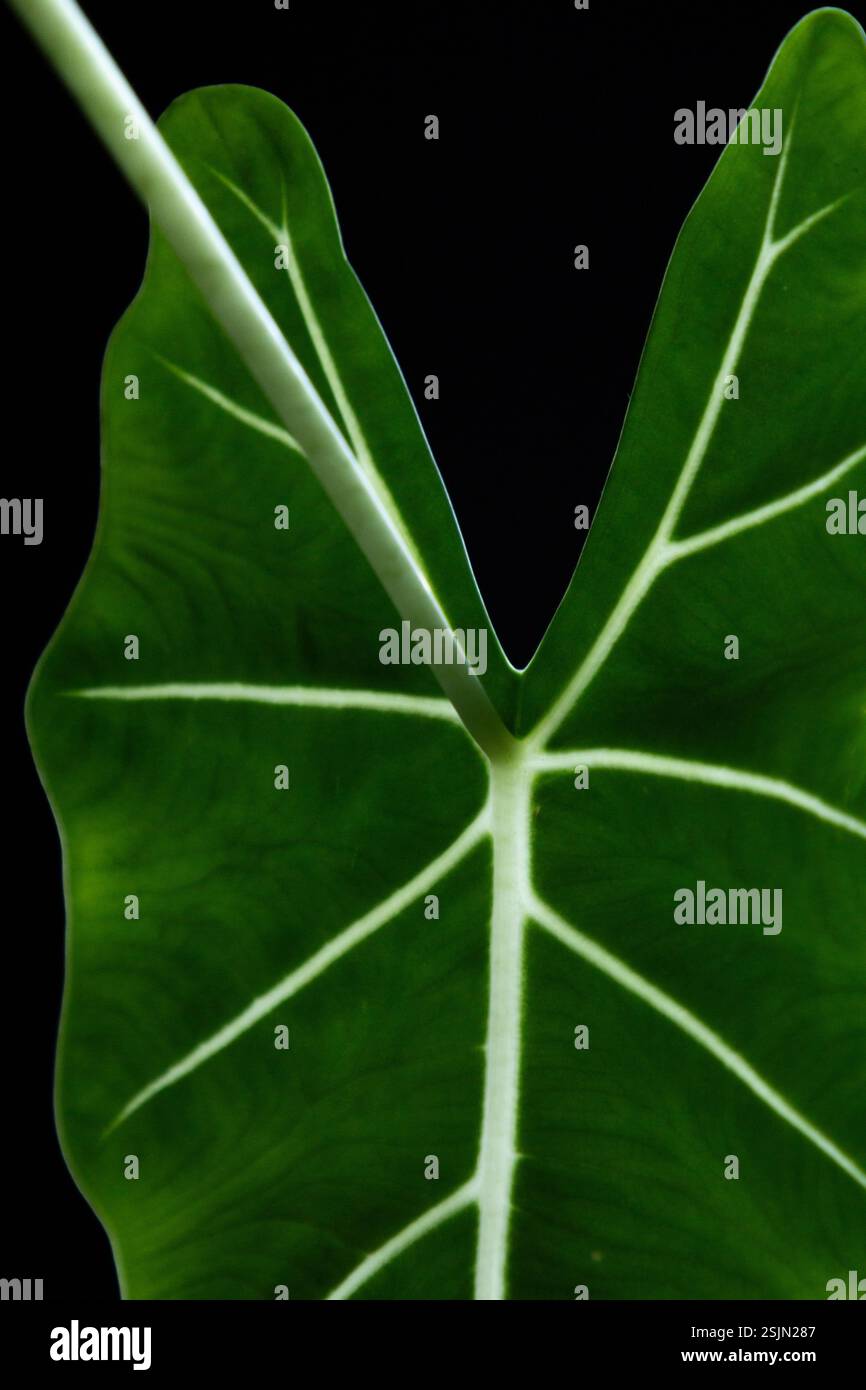 A striking close-up of the lush, vibrant leaf of an Alocasia plant ...