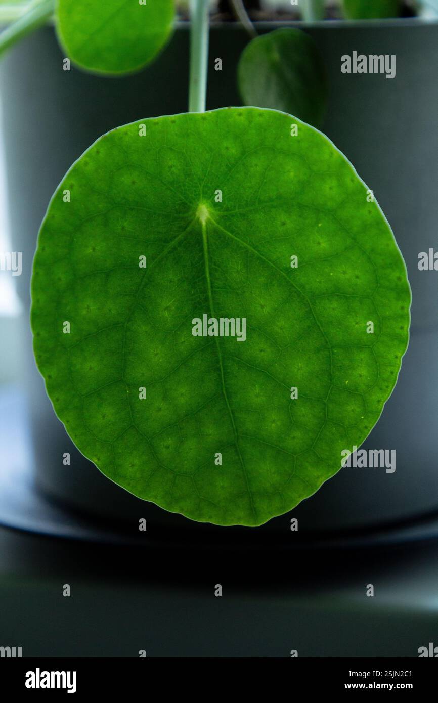 A close-up of the round, glossy leaf of the Chinese Money Plant (Pilea ...